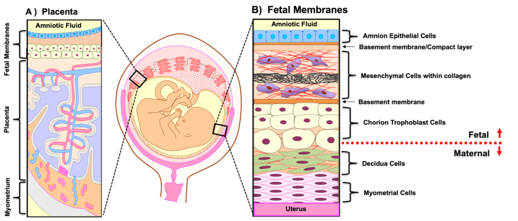 Female Reproductive Systems